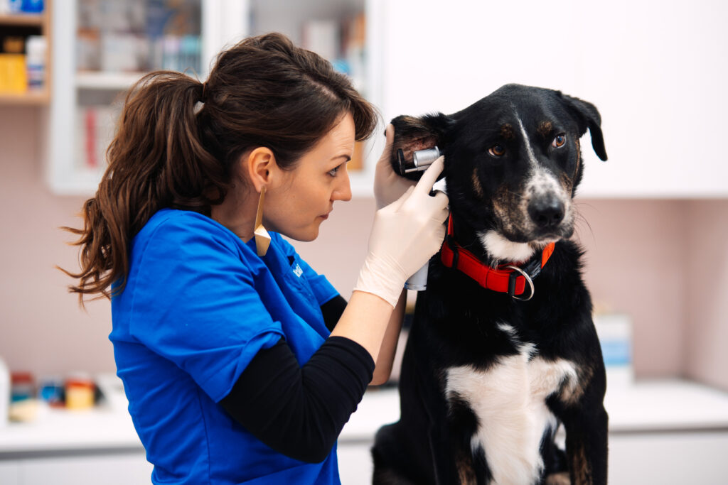Cryosurgery and Video Otoscopy in Dogs and Cats – Modern Solutions for ...